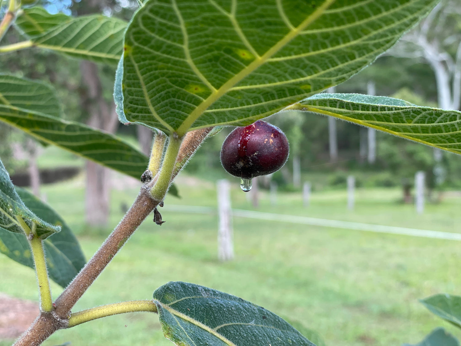 Our healthy farm-style – Noosa Natives